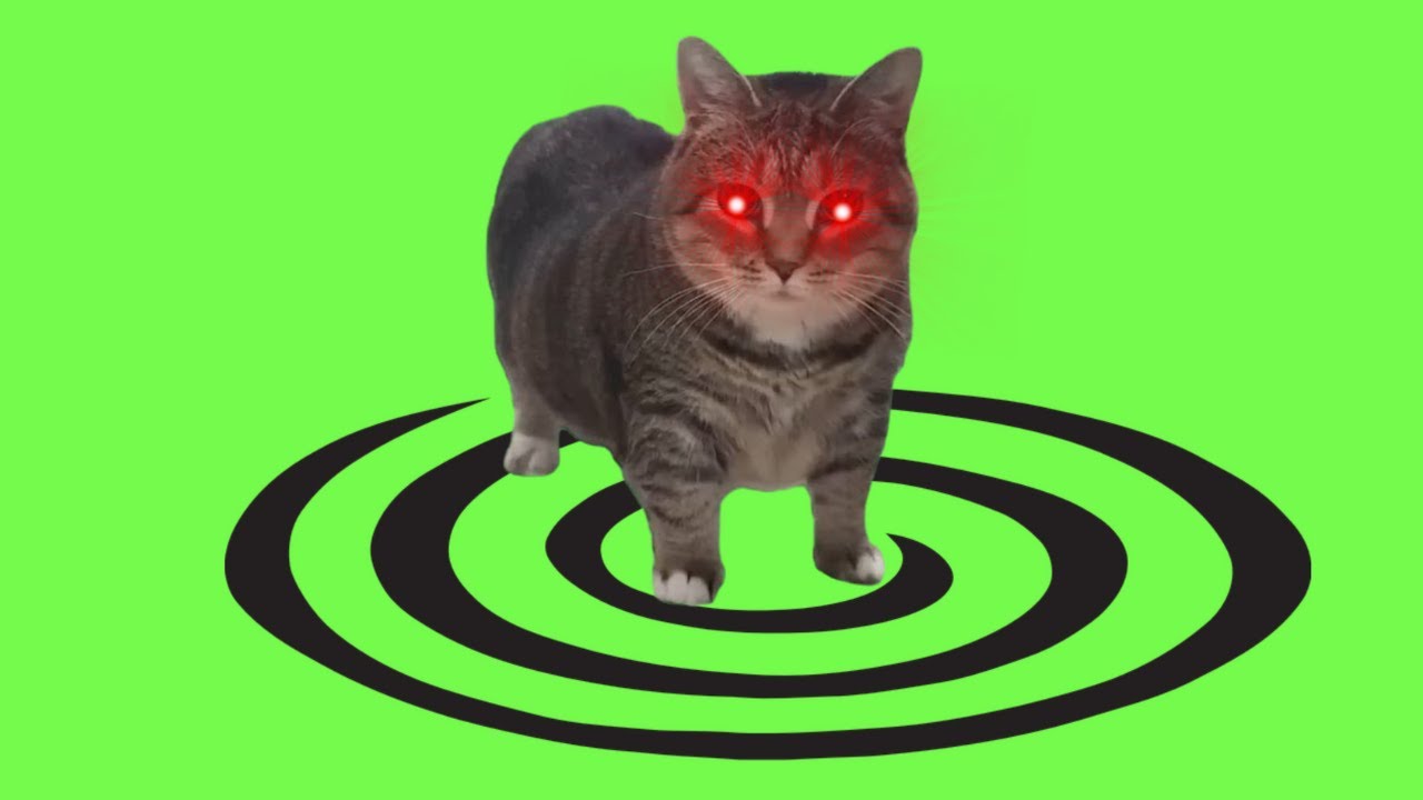 🔴 OiiA OiiA (Spinning Cat) Hard Techno, Schranz Remix – OR3H1N & DJ ...