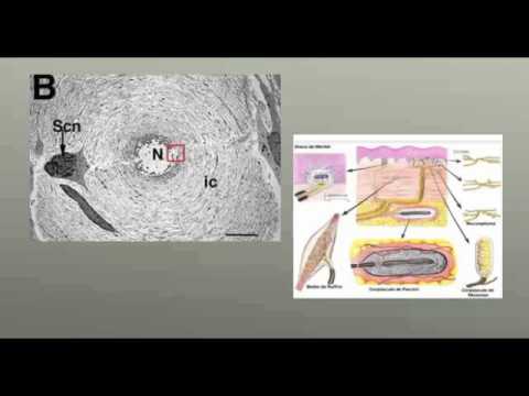 Corpusculos de Pacini - YouTube