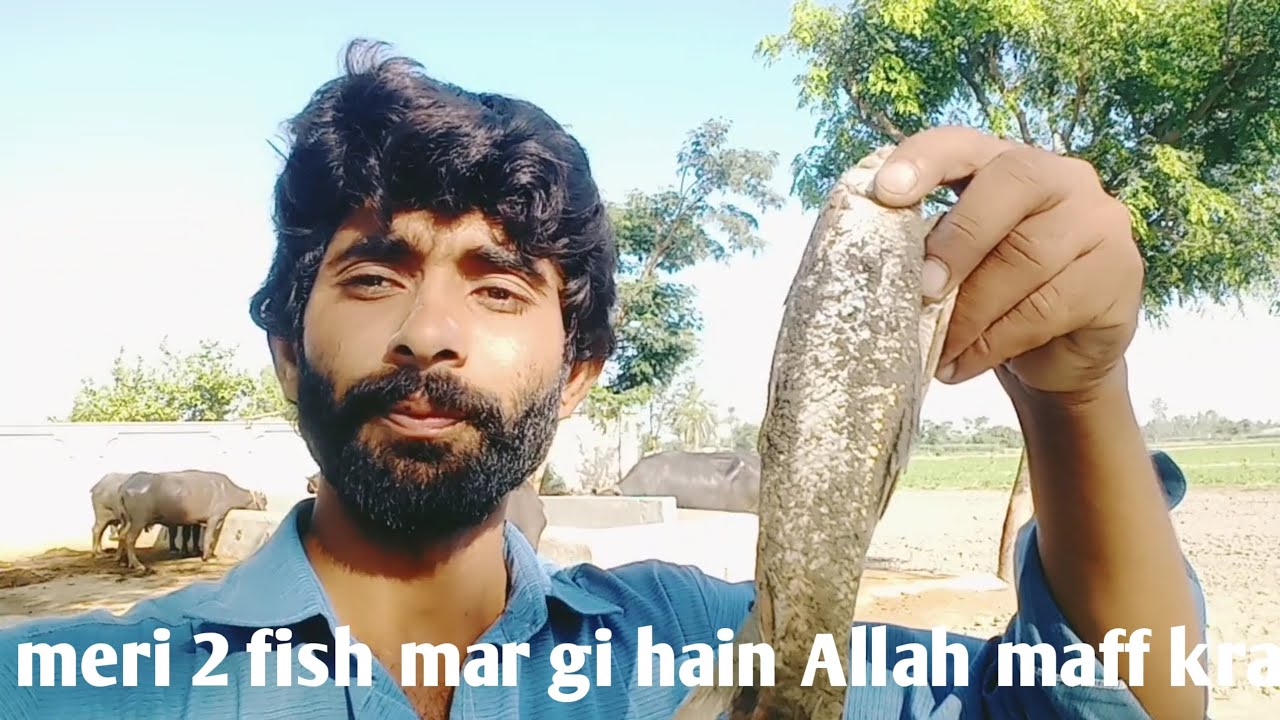 meri 2 fish mar gi hain main bahoth pryshan hn village life # desi ...