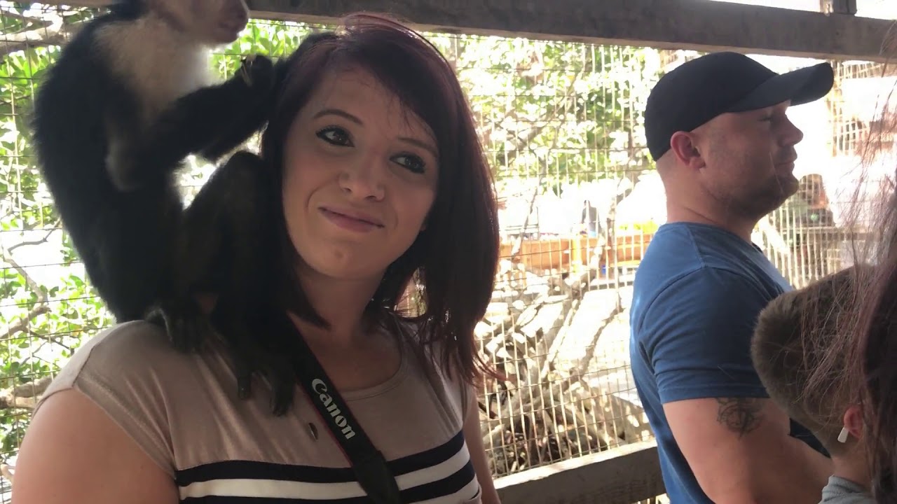 Daniel Johnson's Monkey and Sloth Hangout - YouTube