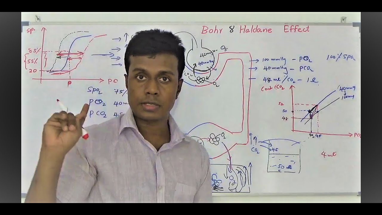 Bohr effect and Haldane effect/ Double Bohr and Haldane effect by dr ...