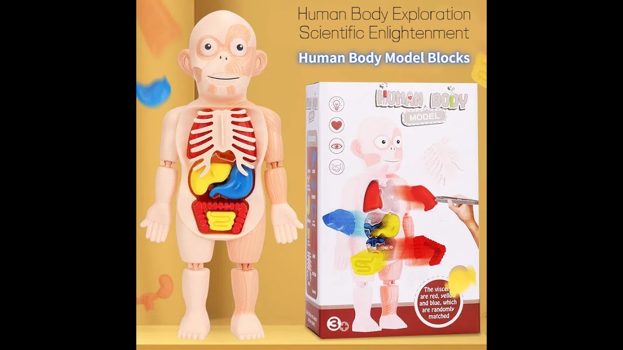 2022 Human Body Model for Kids 3+ Toys Removable Human Torso Anatomy ...