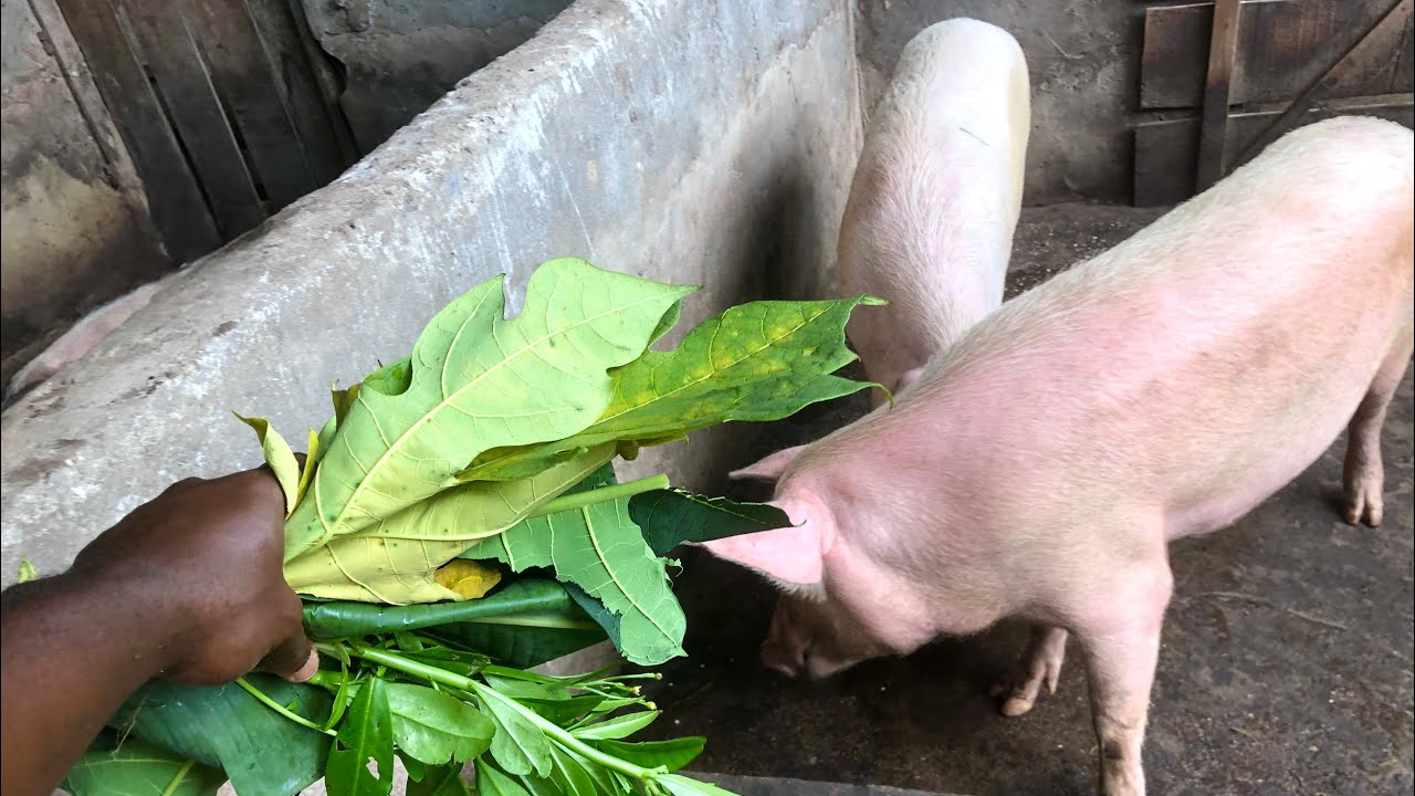 Best Plants & Leaves To Feed Your Pigs To Make Them Fat - YouTube