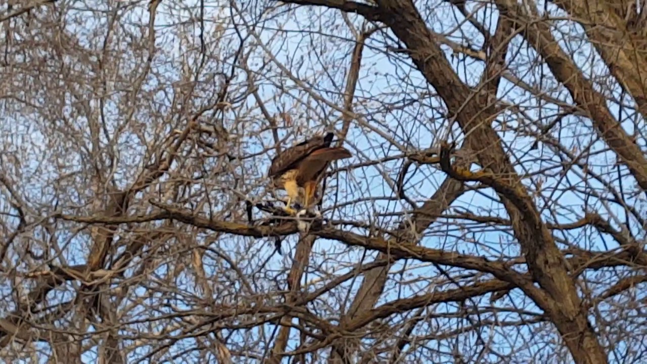 hawk eating another bird part 1 - YouTube