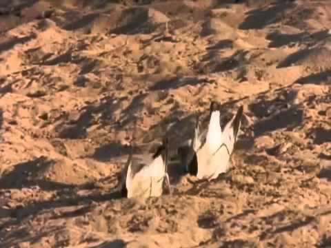 Nỗi sợ về Cá sấu - Last Feast of The Crocodiles National Geographic ...