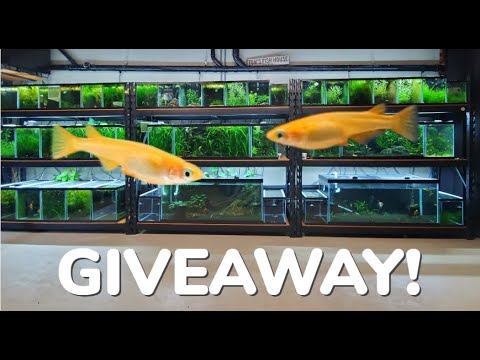 Orange Medaka Rice Fish Giveaway! 2K Subscriber Thank You! - YouTube