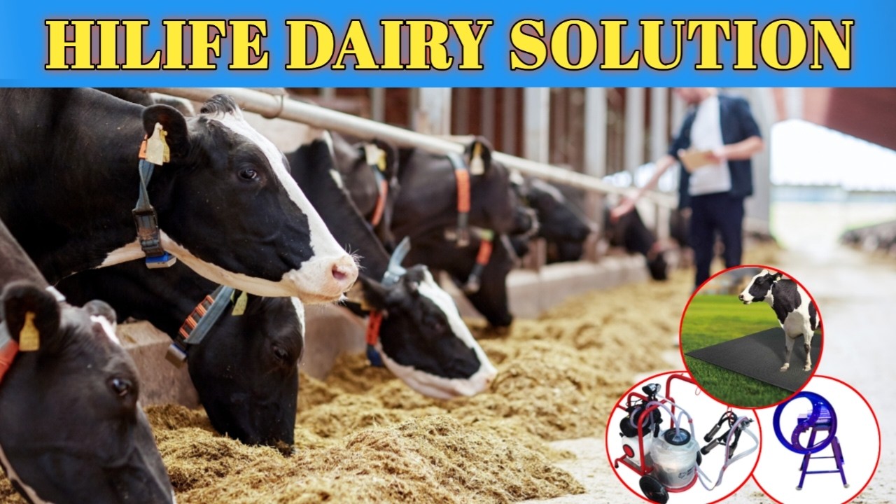 Dairy farm 🐄 গরুর খামারের জন্য সঠিক ঠিকানা hilife dairy solution 🐮 খড় কাটা মেশিন, দুধের মেশিন ...
