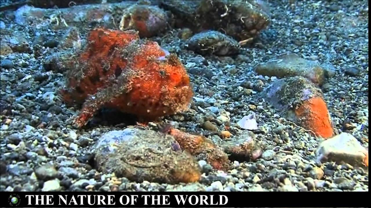 THE NATURE OF THE AQUA - UNDER THE SEA IN INDONESIA - YouTube