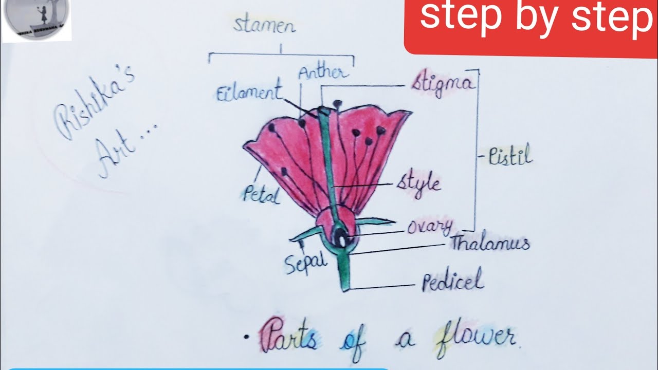 How to draw flower parts diagram easily - YouTube