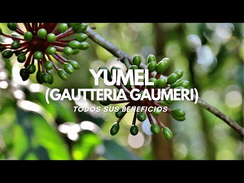 Beneficios del YUMEL (Gautteria Gaumeri) Tintura madre y Microdosis ...