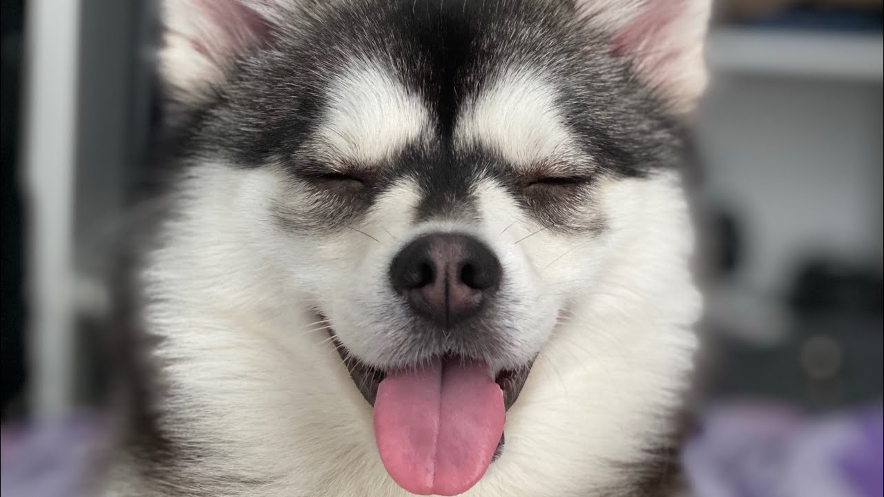 Momo 1st dog show. - YouTube