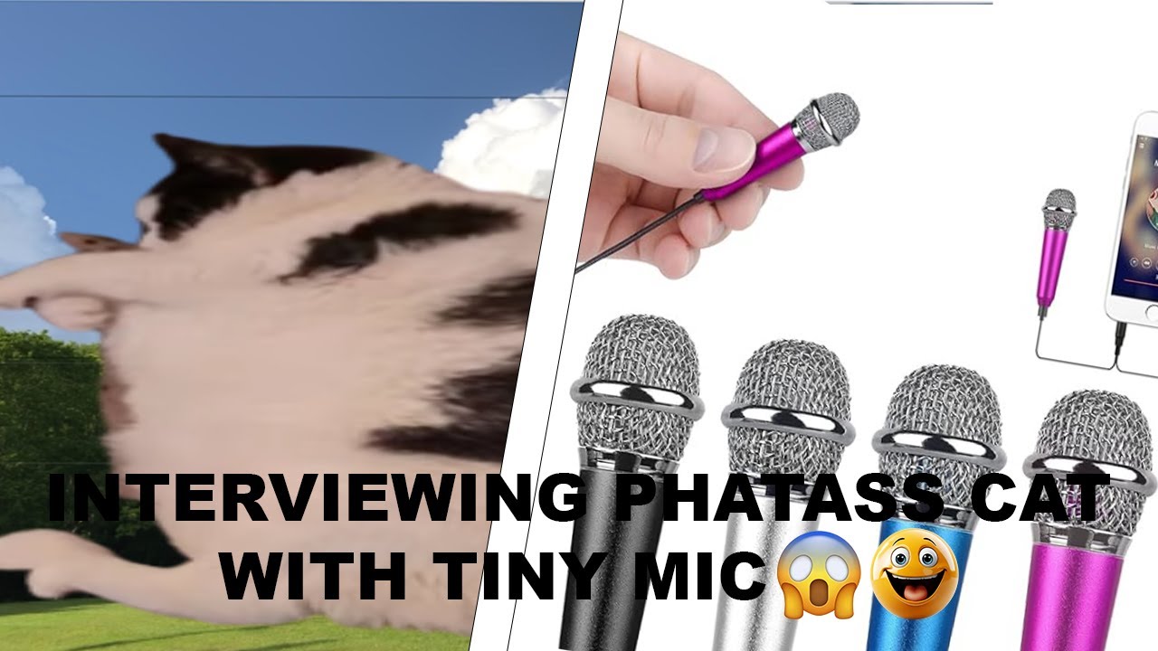 i interviewed my FAT cat with a tiny mic - YouTube