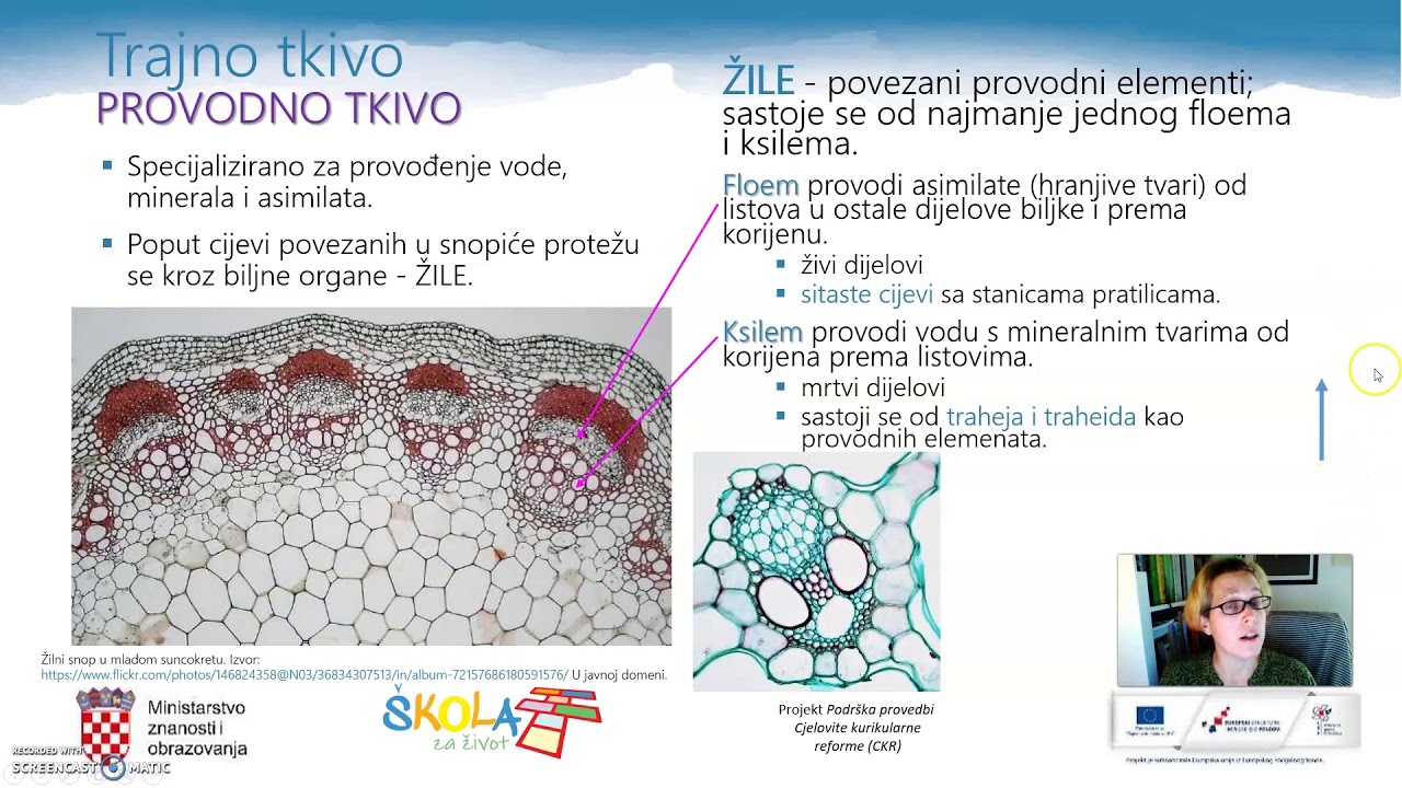 Biologija 2. r SŠ - Biljna tkiva i biljni organi - YouTube