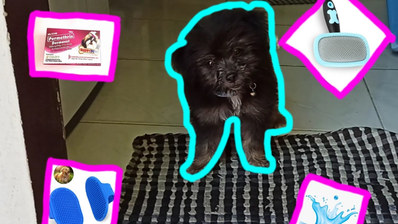 Chuckie's Bath Time | Vlog 02 - YouTube