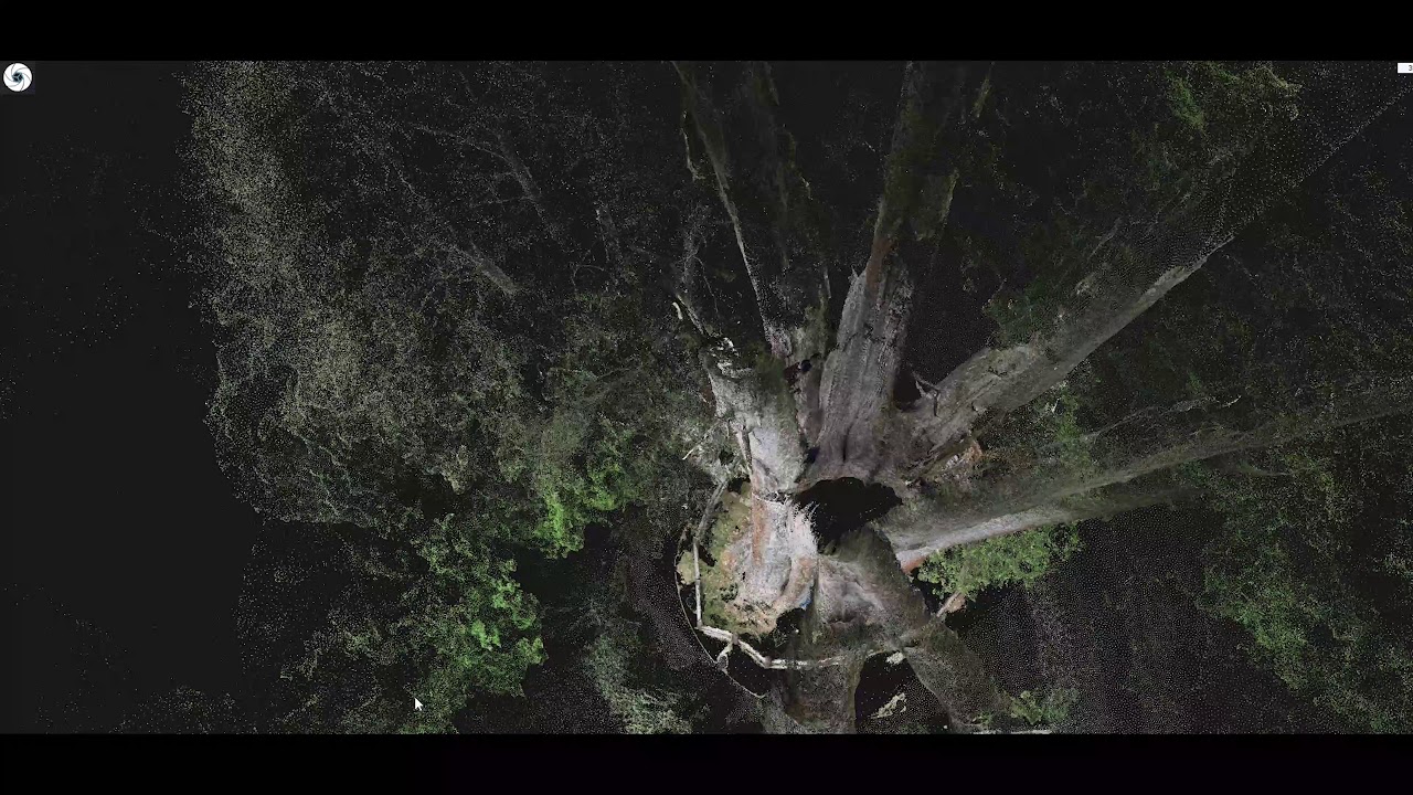 SyueShan (Snow Mountain) Giant Tree in Taiwan - YouTube