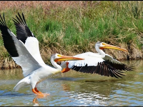 Beautiful Water Birds Of Bannerghatta Zoo - YouTube