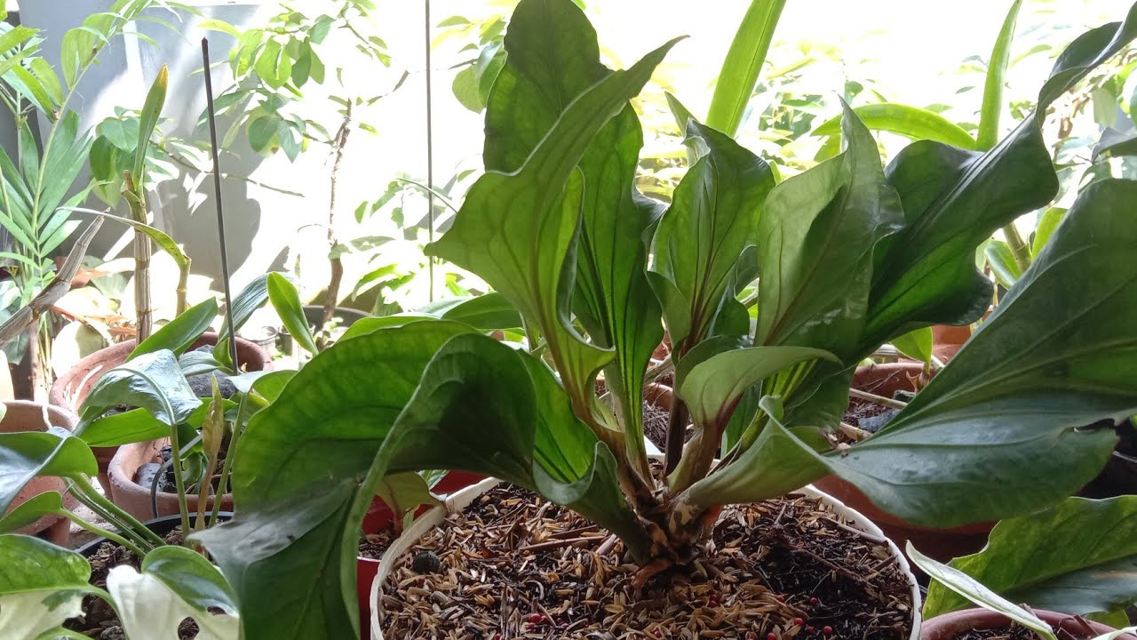Anthurium Obor Merah Anakan | Unboxing - YouTube