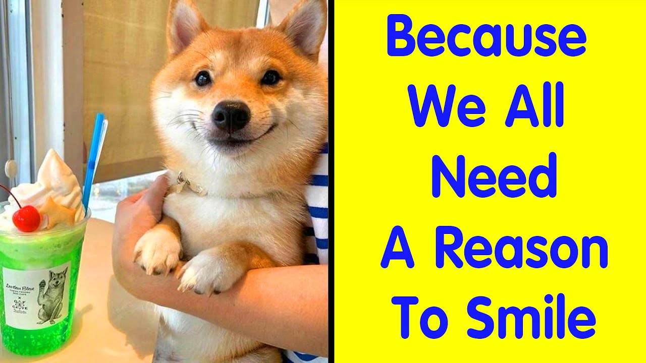 Uplifting Dog Posts To Make Your Day Better - Funny Dog - YouTube