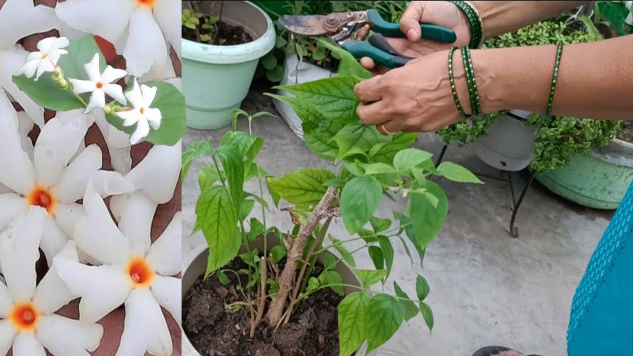 हरसिंगार के साथ दो गलतियां बिलकुल न करे 2 Don'ts with harsingar plants ...