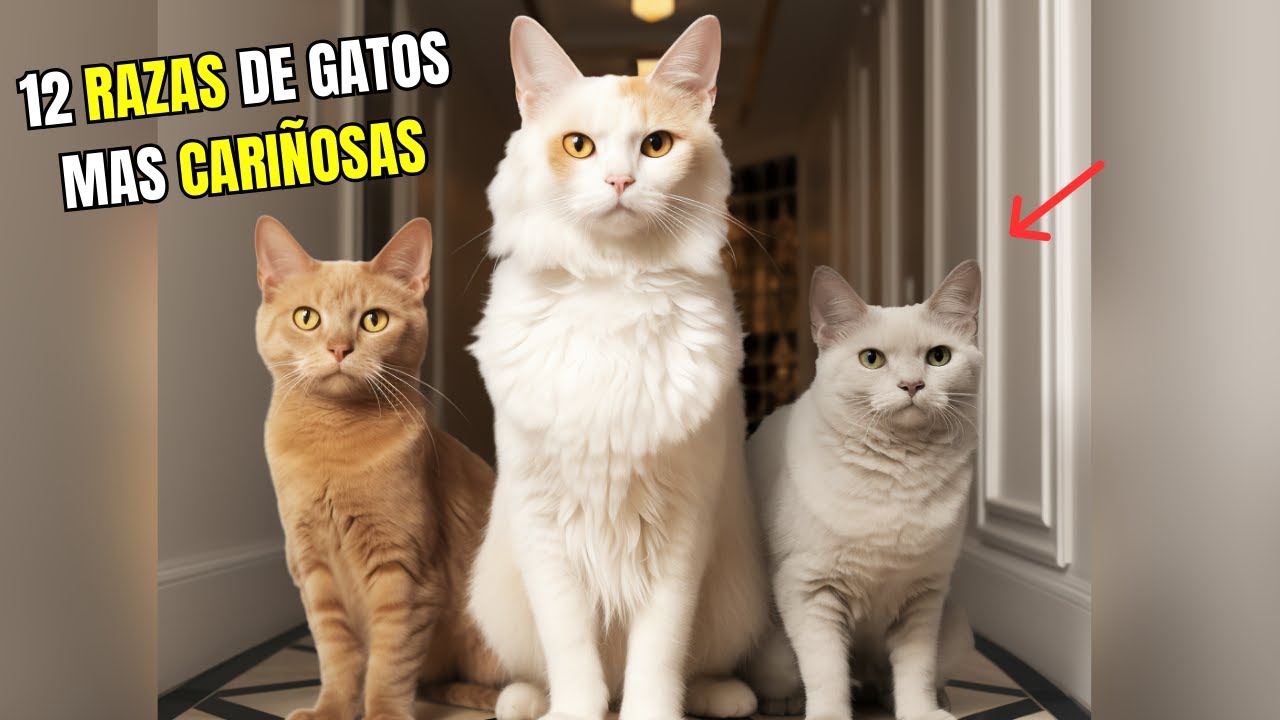 12 razas de gatos más cariñosas EXPLICADO - YouTube