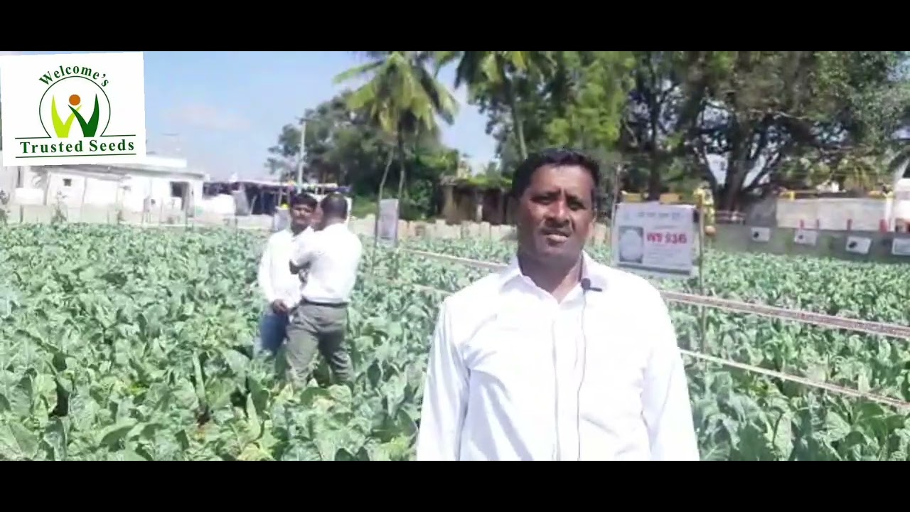 Cauliflower WS 936, Bagepalli, Chikballapur, Karnataka, Field day 18/09 ...