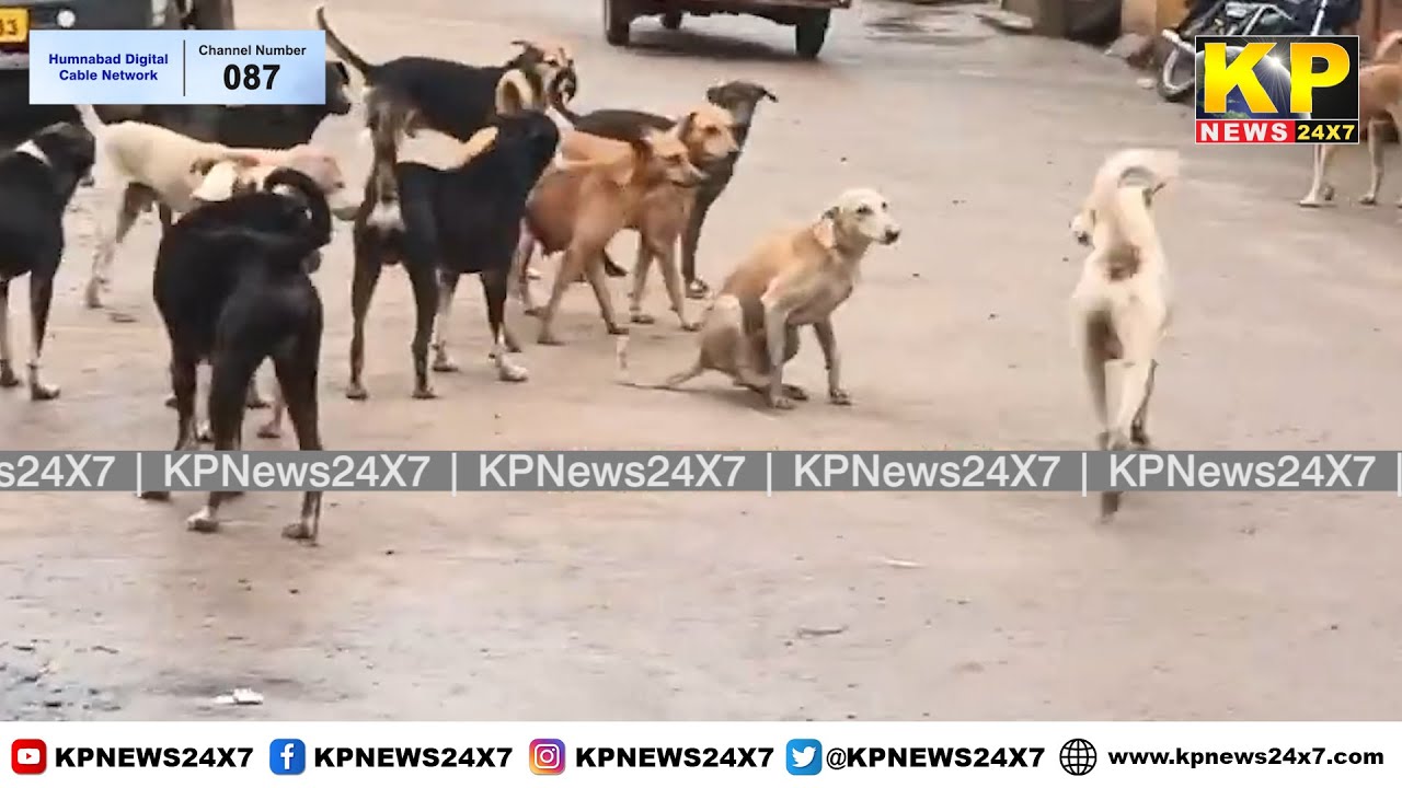 Bidar city people are worried due to stray dogs. - YouTube