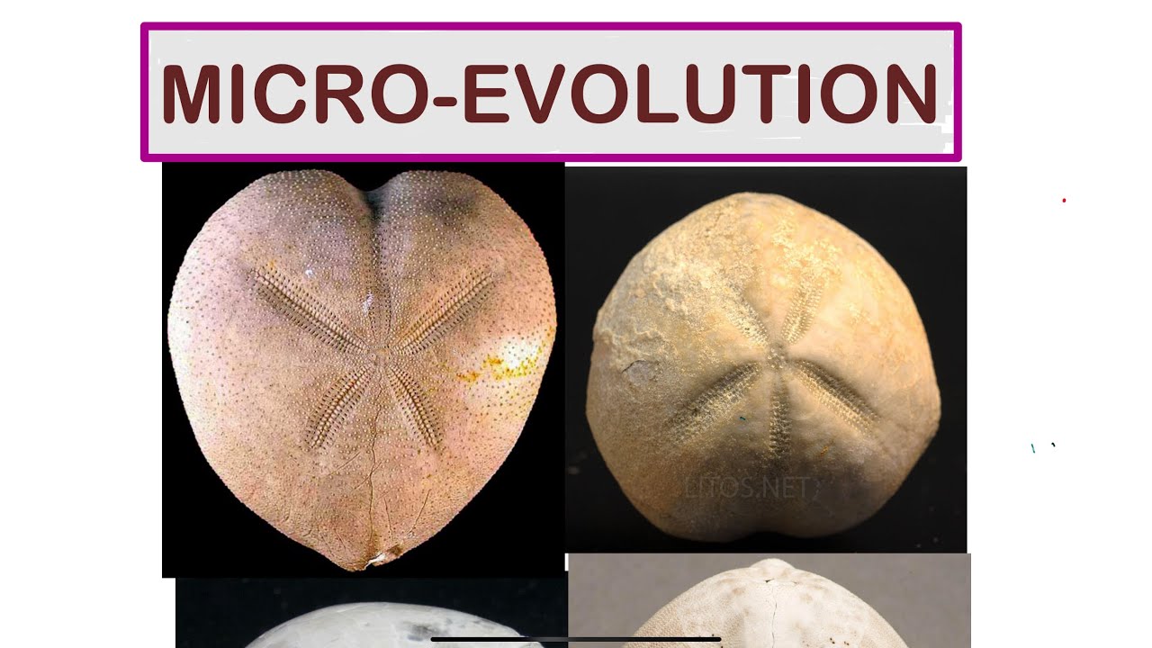 10. SEM 4 / MICROEVOLUTION ZOO - II - YouTube