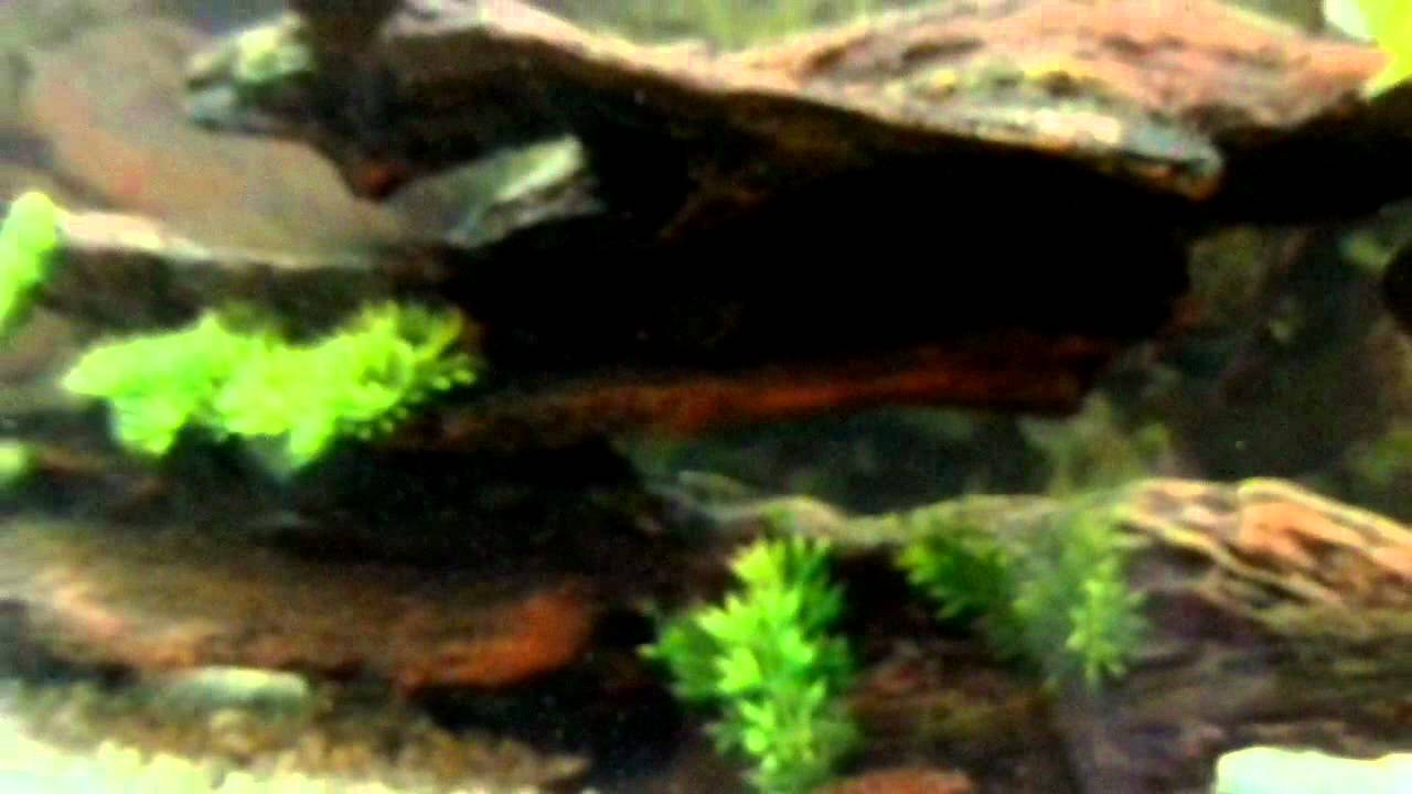 my fish tank work in progress - YouTube