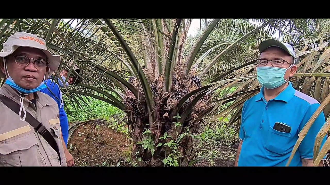 Replanting Sawit dengan Benih Unggul DXP Tania Selatan - YouTube