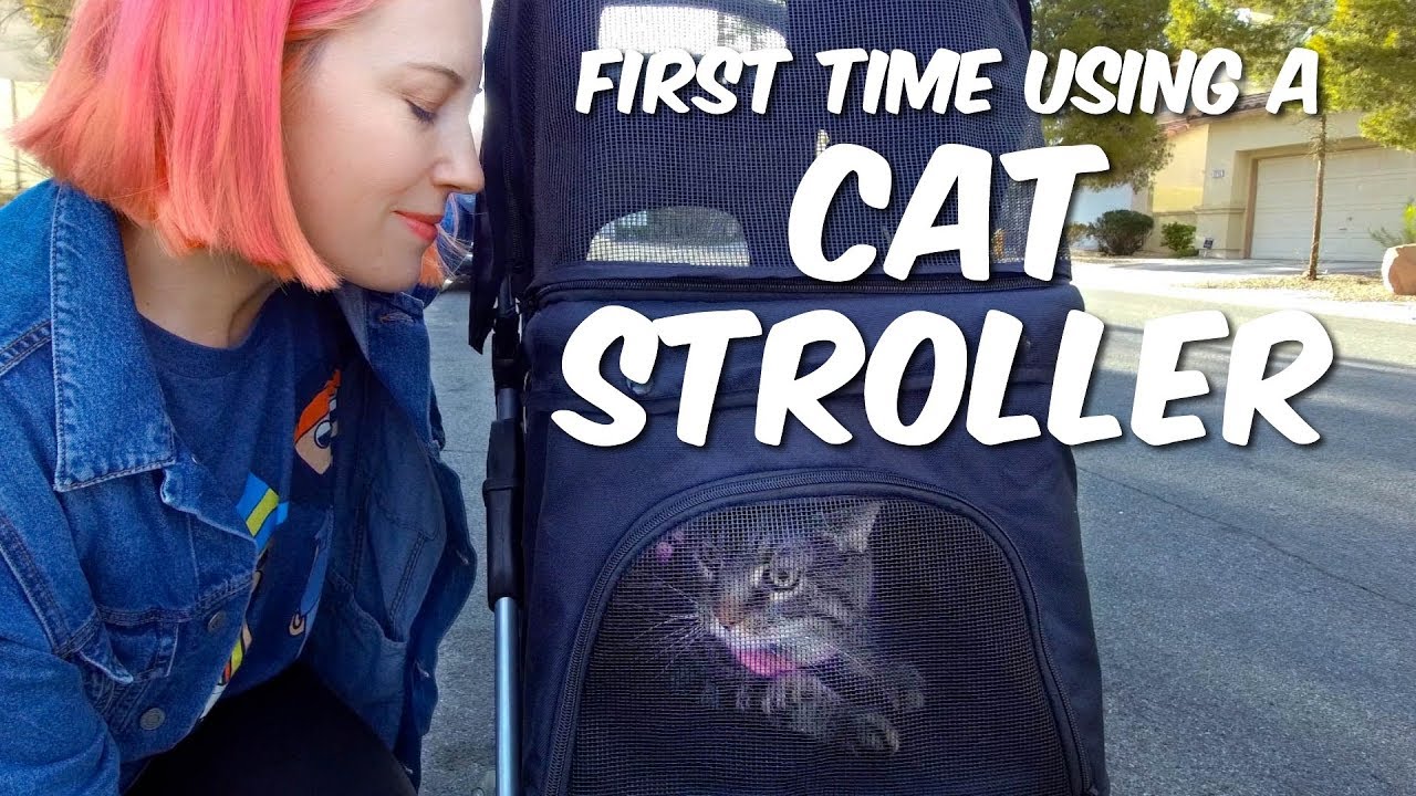 We Got A Cat Stroller! - YouTube