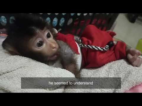 cute monkey watching tv , Lovely Fauna Youtube Channel - YouTube