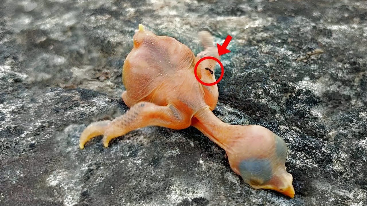 The beautiful baby bird fell to the ground @BirdsofNature107 - YouTube