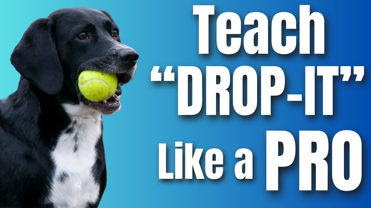 How to Teach Your Dog to “Drop it” Using Play - YouTube