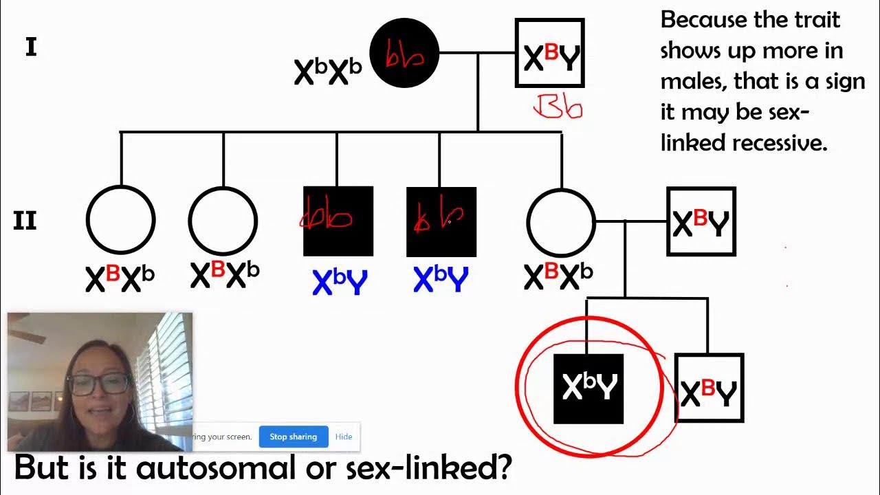Pedigree Practice w/Patterns of Inheritance (AP Bio Unit 5) - YouTube