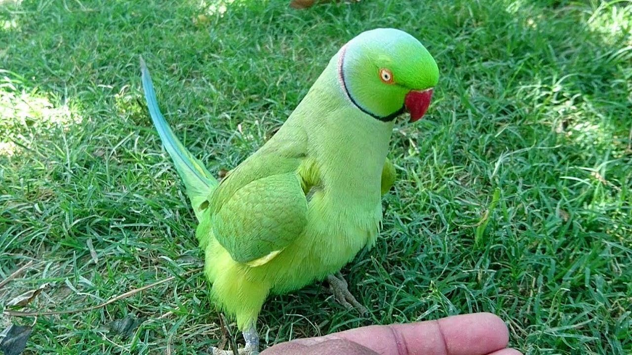 Crazy Parrot - YouTube