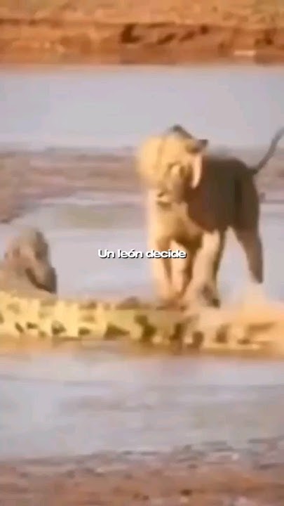 "Cocodrilo Solitario es Atacado por un Trío de Leones" #vidasalvaje - YouTube