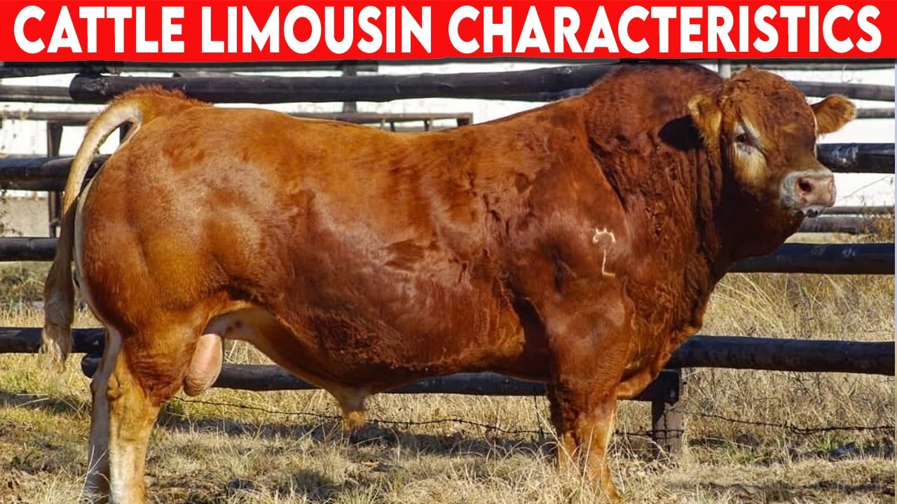 ⭕ Cattle Breeds Limousin Characteristics Cattle Limousin / Bulls ...