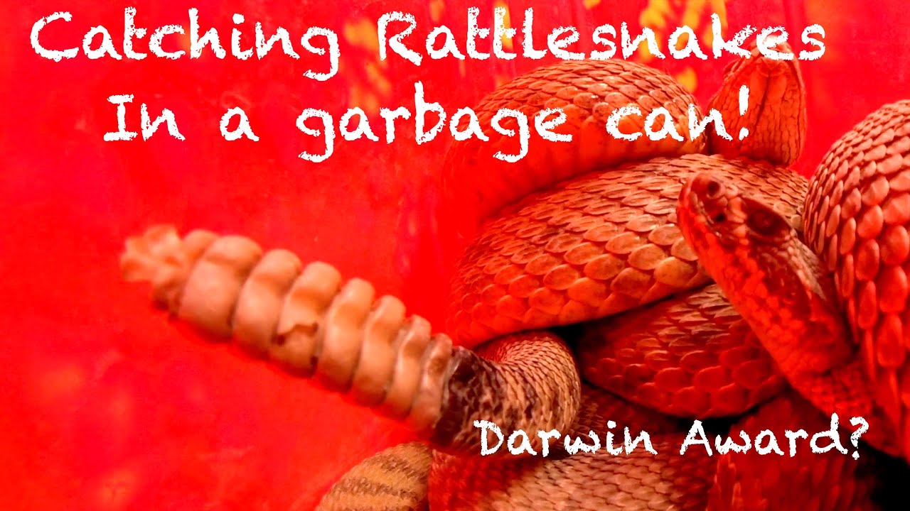 Catching Rattlesnakes at their Den - YouTube