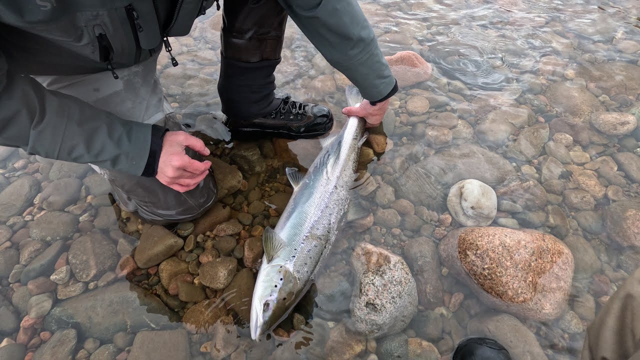 The Start of A New Season - Chasing Spring Salmon (April 2025) - YouTube