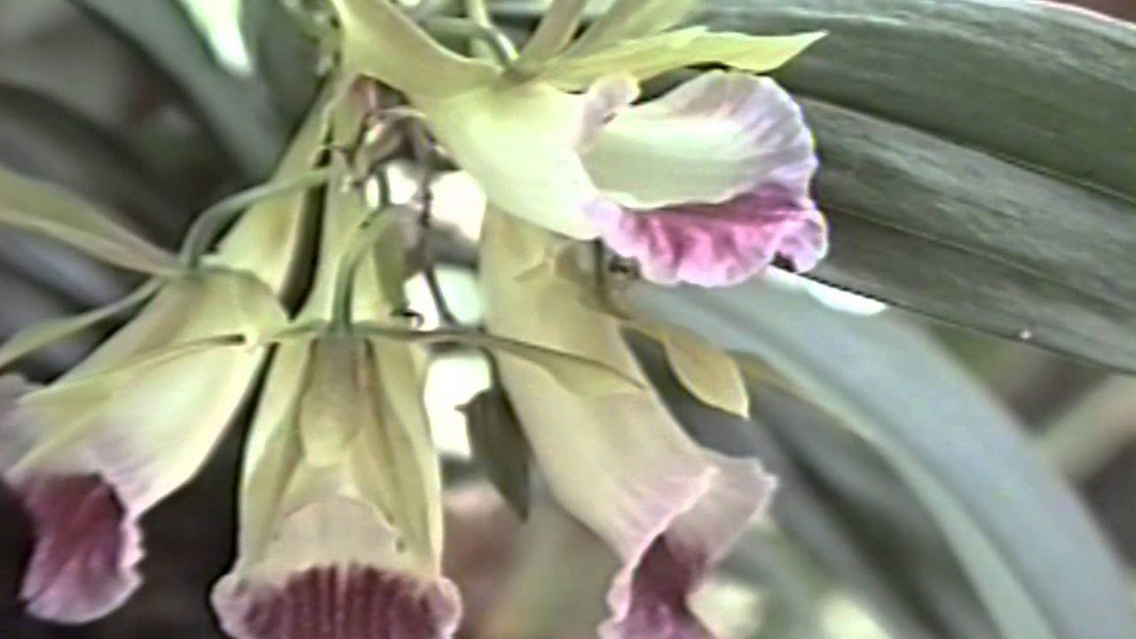 GALEANDRA ORCHID on trees (GALEANDRA MINAX), ORQUÍDEAS, Ornamental ...