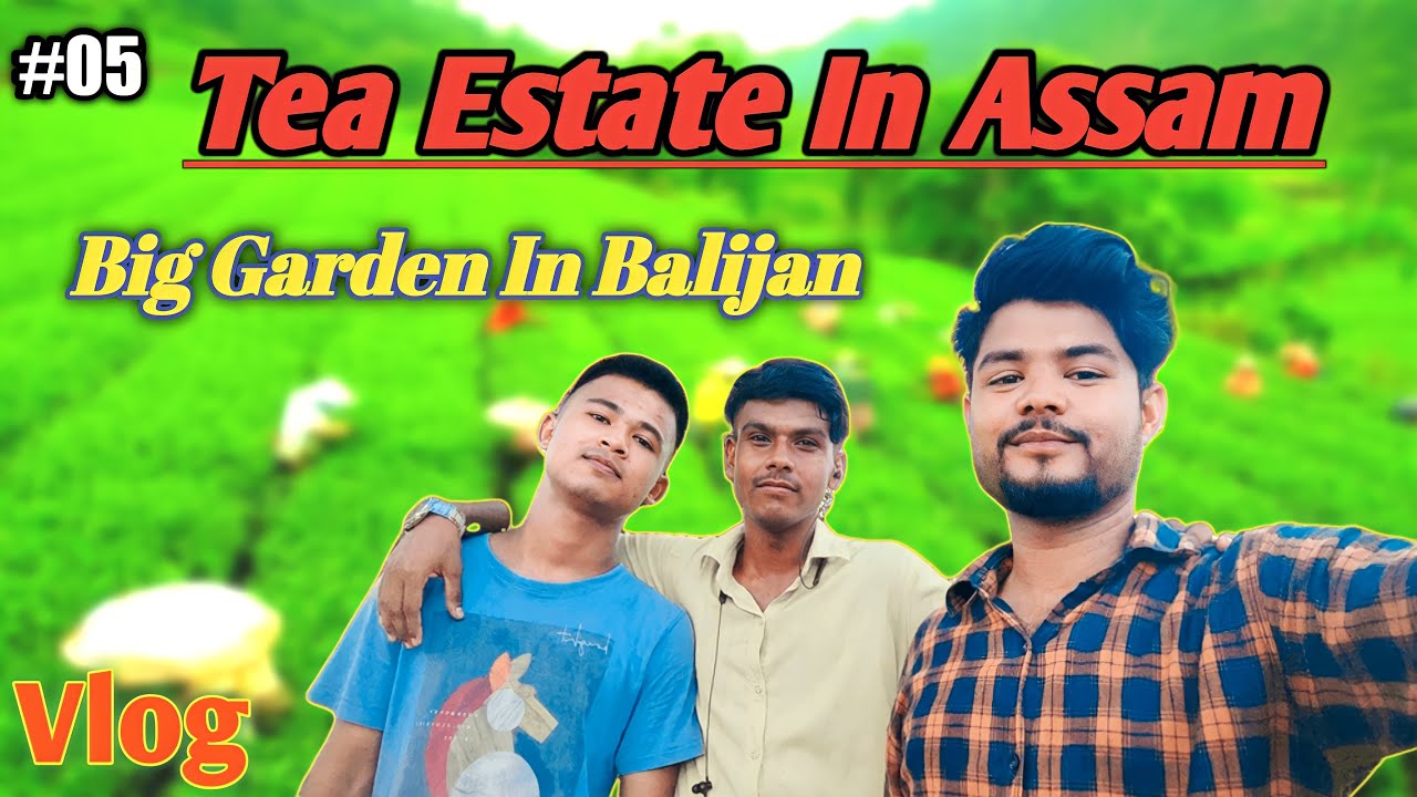 Tea Estate In Assam || Big Garden In Balijan🔥 || Chapata Bagan || Vlog ...