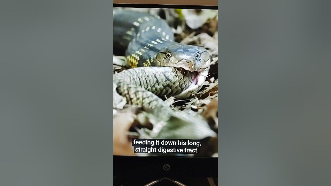 King Cobra hunting killing and eating a rat snake and swallowing it ...