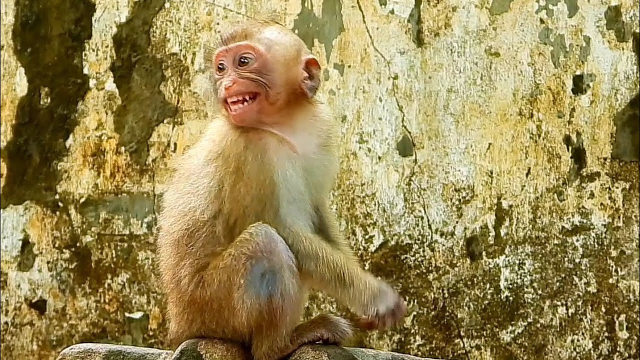 Big Baby Monkey Rainbow scared, she opens her big mouth smile lovely ...