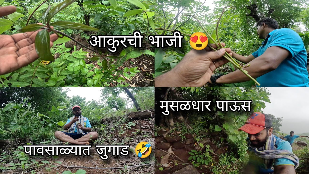 जंगलात आकूर भाजी जमवताना आला मुसळधार पाऊस | कोकणातल्या रानभाज्या ...