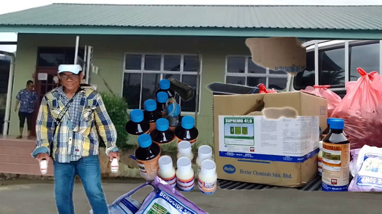 terima kasih kepada offices petani pantu telah memberi benih halia ...