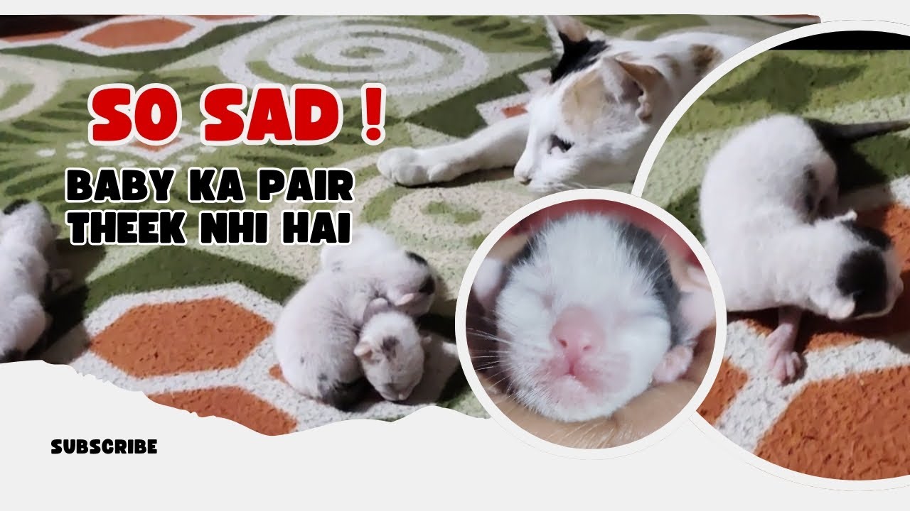 So Sad Newborn Baby Ka Pair Theek Nhi Hai || kya Kitten ka Pair Theek ...