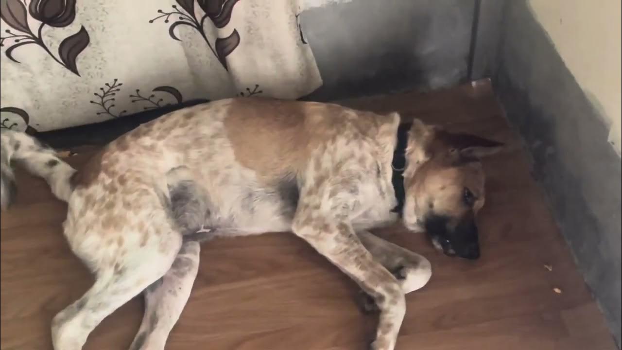 Cute lazy dog ASMR🥙🥗🍱🥓 - YouTube