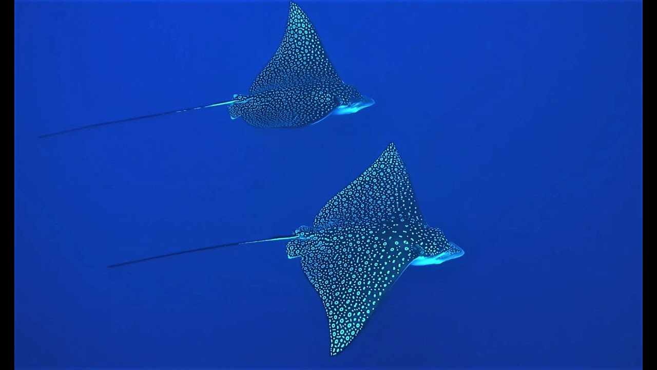 Eagle Rays on Palancar Reef, Cozumel - YouTube
