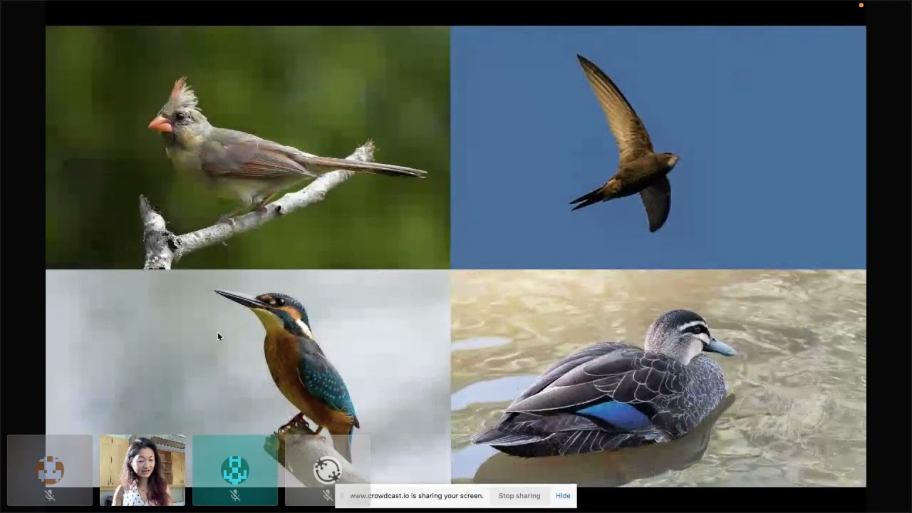 Bing Brunton : NMC for Kids 1: Birds Balance with their butt... - YouTube