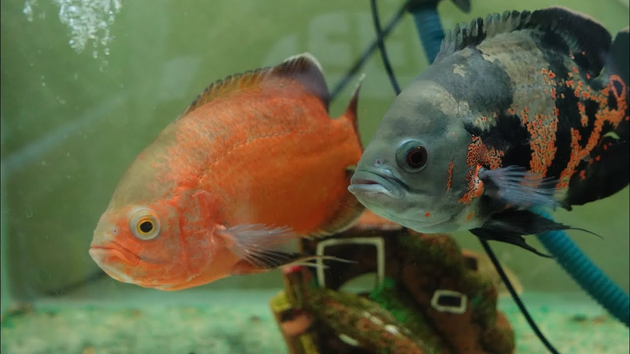Mango and tiger oscar fish - YouTube